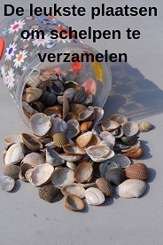 De leukste plaatsen om schelpen te verzamelen – StudioStien.be